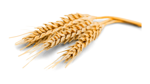 Guía Trigo – PIGRO